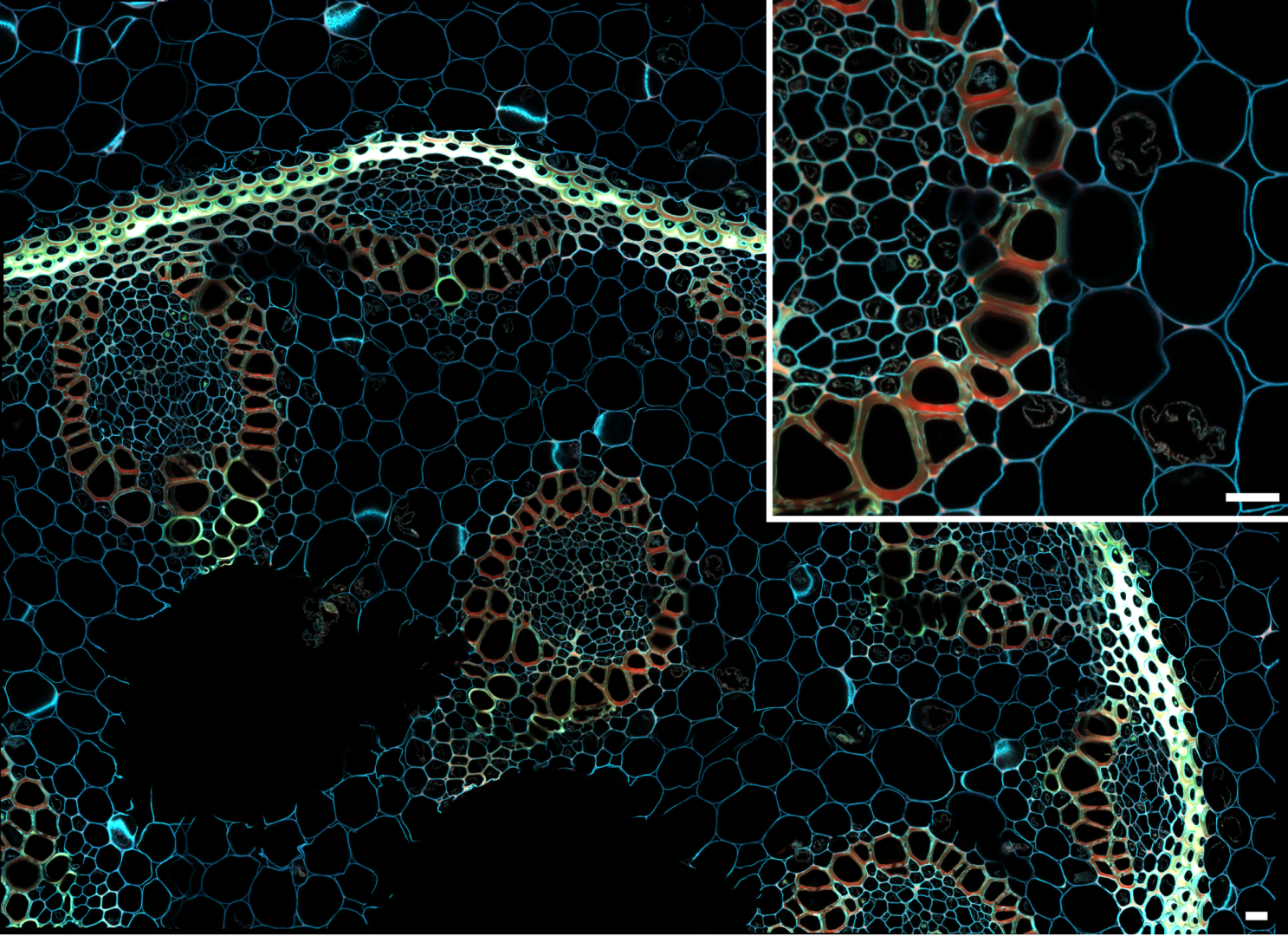 Leica Stellaris 8 available for training – Cellular Imaging Facility